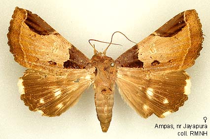 Papua Insects Foundation (Lepidoptera/Erebidae (Erebinae, Ercheiini ...